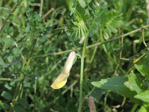 Hairy yellow vetch | Project Noah