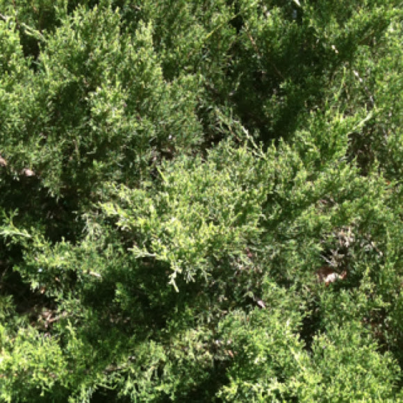 Sargents juniper | Project Noah