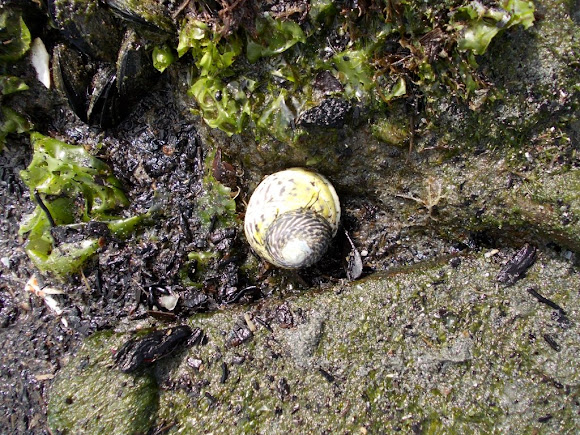 Mudflat top shell | Project Noah