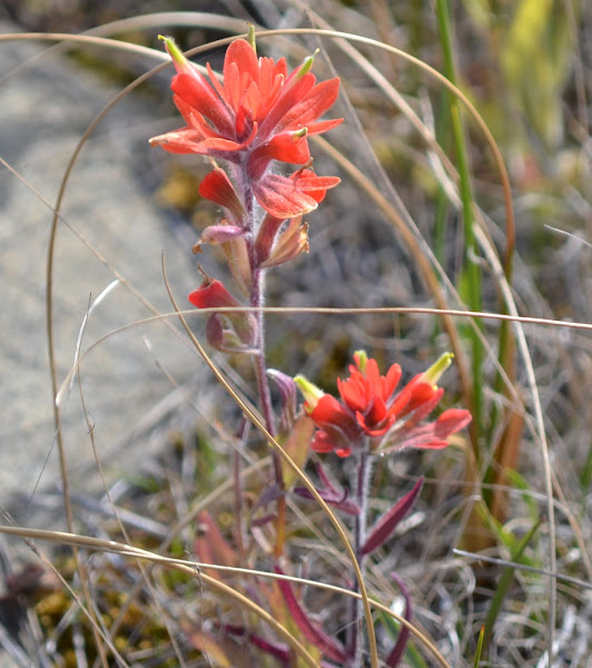 Common Red Paintbrush | Project Noah