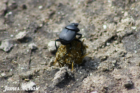Dung Beetle | Project Noah