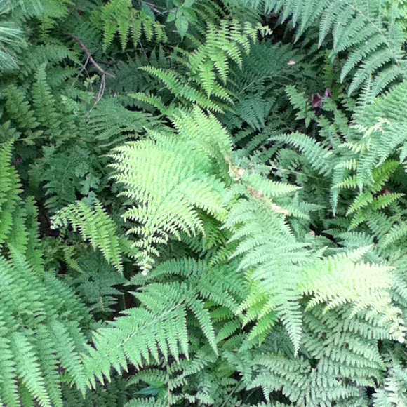 Bracken Fern | Project Noah