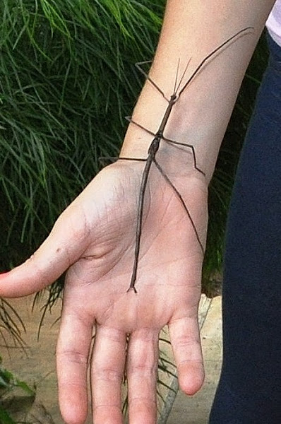 Stick insect | Project Noah