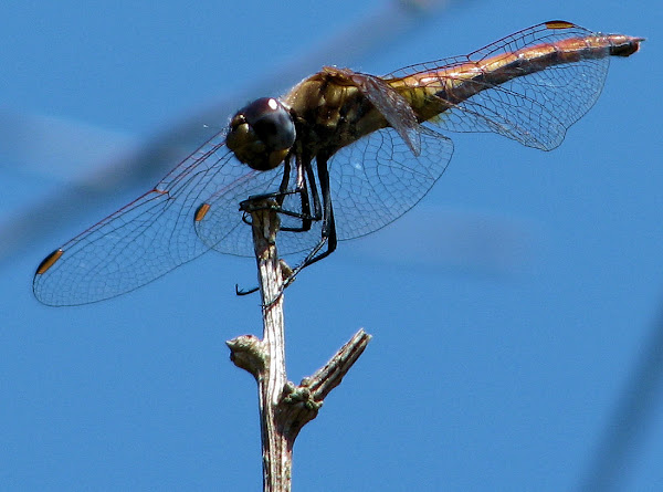 Dragonfly - Libelinha | Project Noah