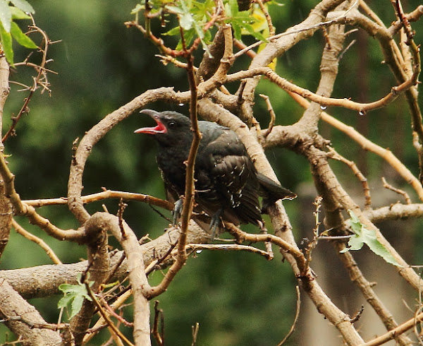 Asian Koel | Project Noah