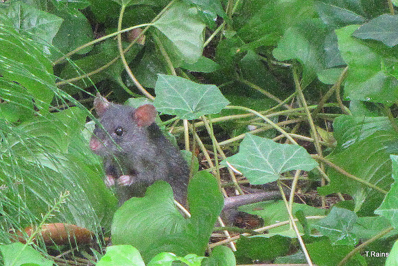 Western Jumping Mouse | Project Noah