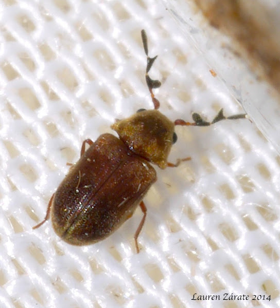 Ptinid (Anobiid) Wood Boring Beetle | Project Noah