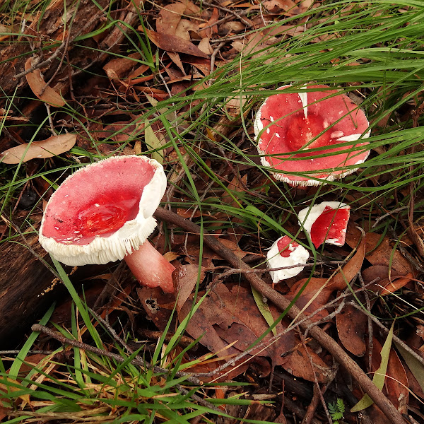 Russula rosacea | Project Noah
