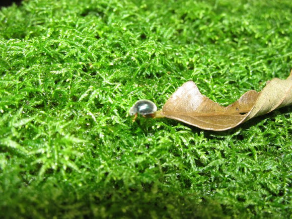 Silver LadyBug | Project Noah