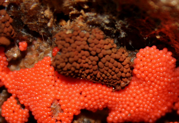 Slime mold | Project Noah