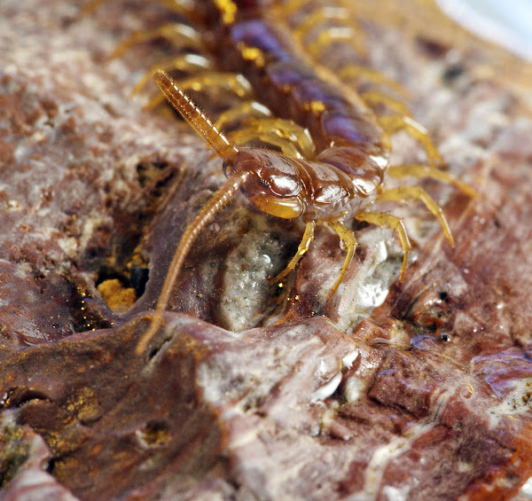 Brown Centipede | Project Noah