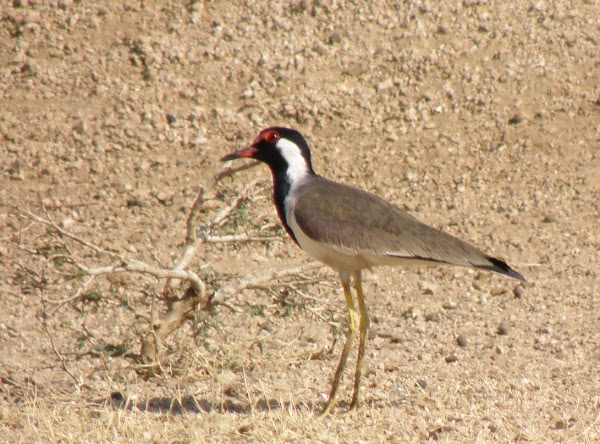 Red-wattled Lapwing | Project Noah
