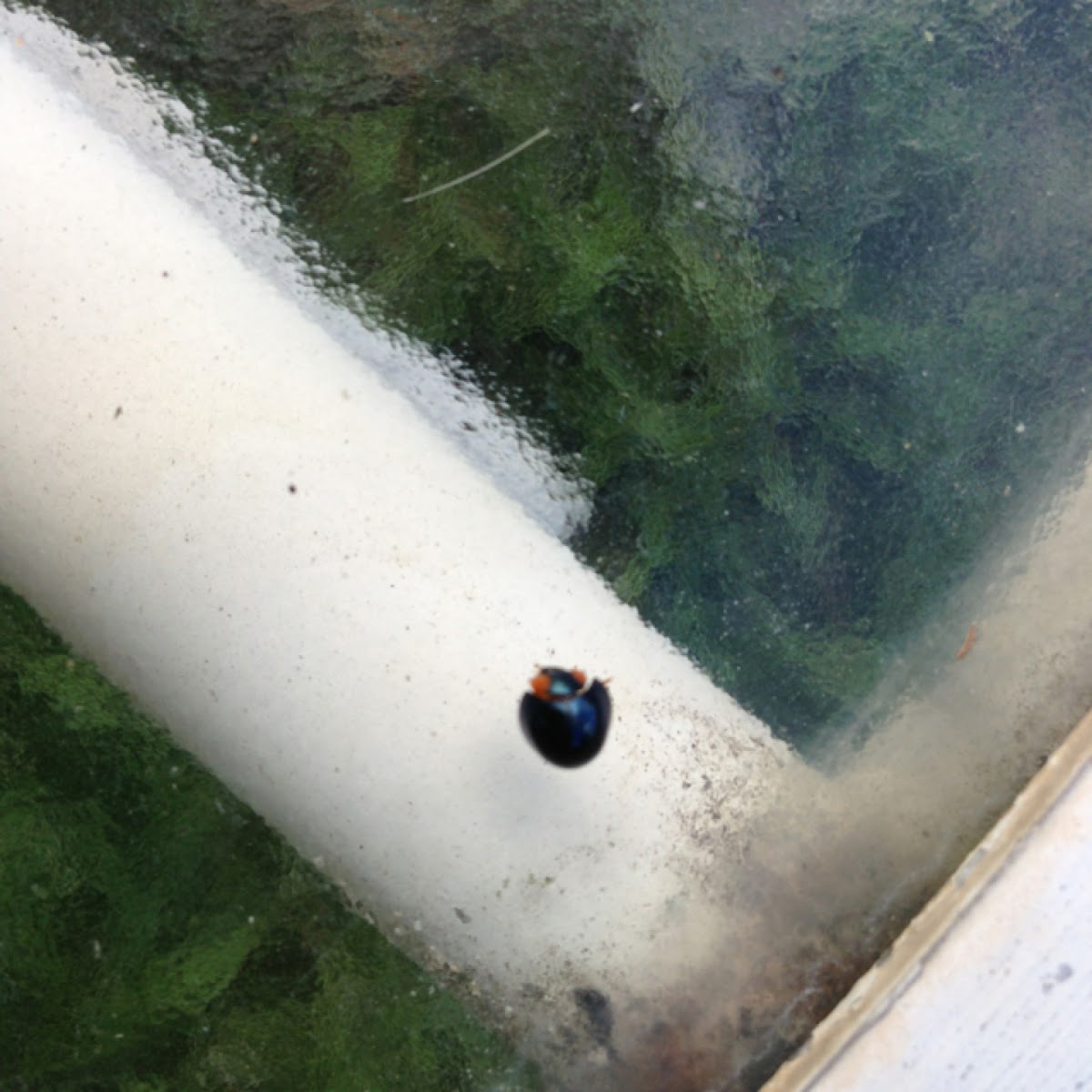 Ladybug | Project Noah