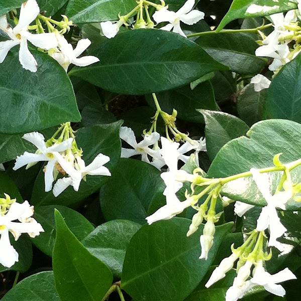 Jasmine | Project Noah