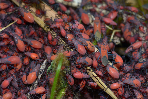 Soapberry Bug | Project Noah