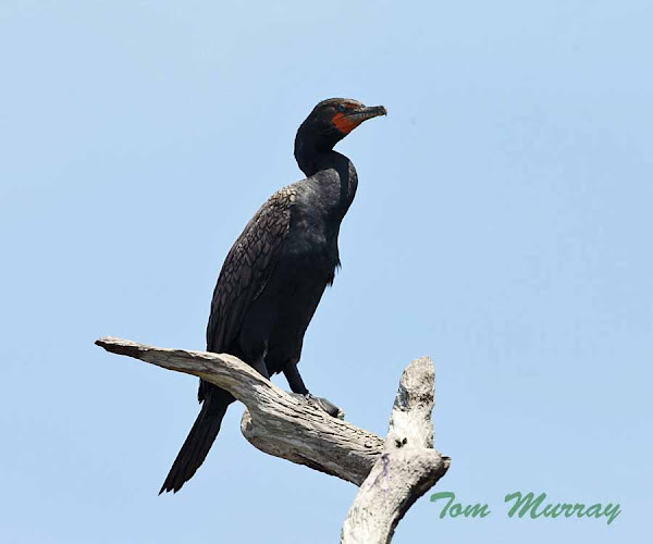 Double-crested Cormorant chasing off a Wood Stork | Project Noah