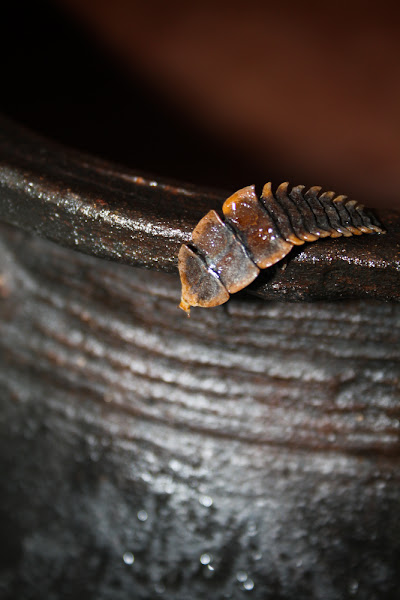 Fire fly larva (Lampyridae) | Project Noah