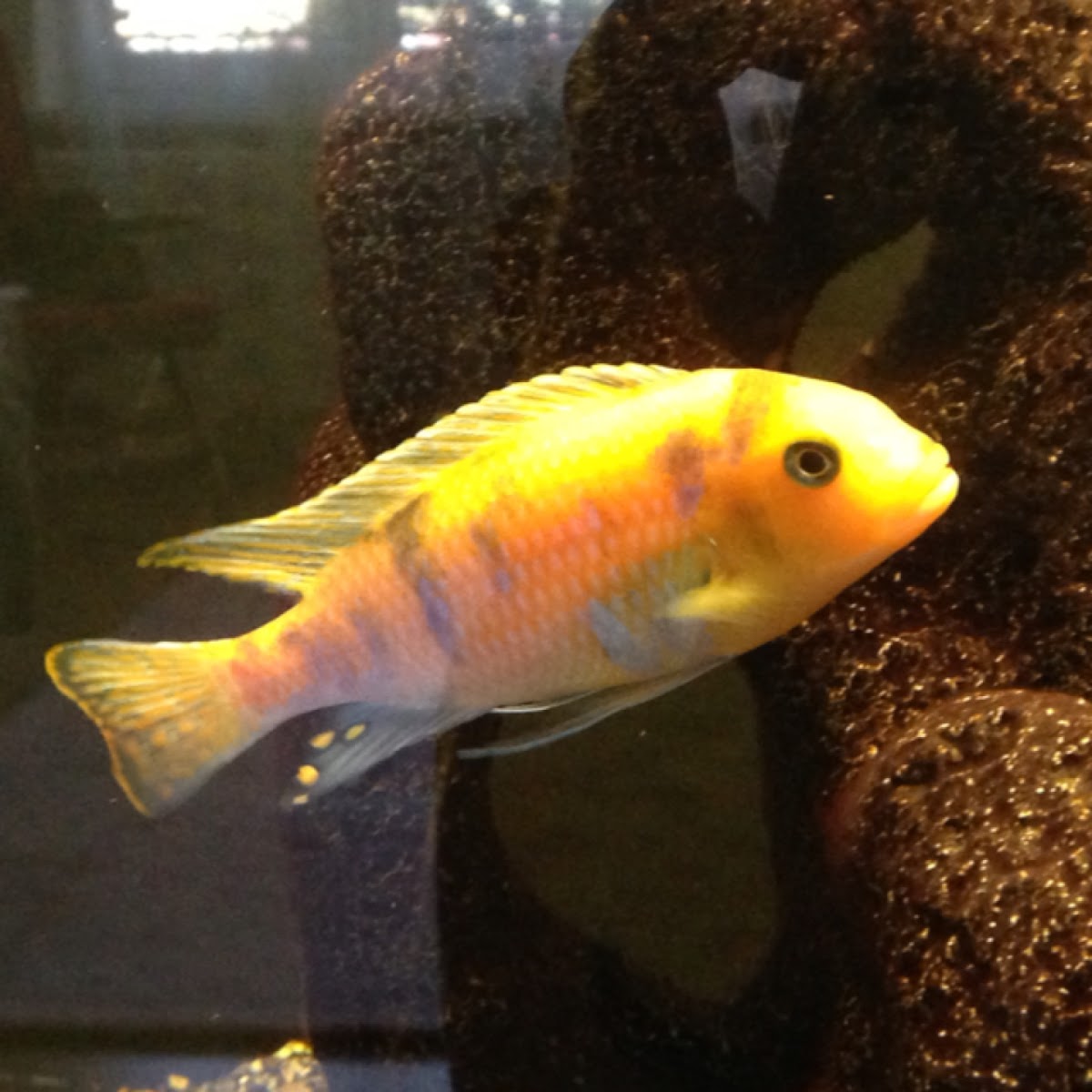 Spotting | Project Noah