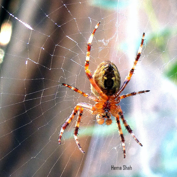 Cross Orb Weaver | Project Noah