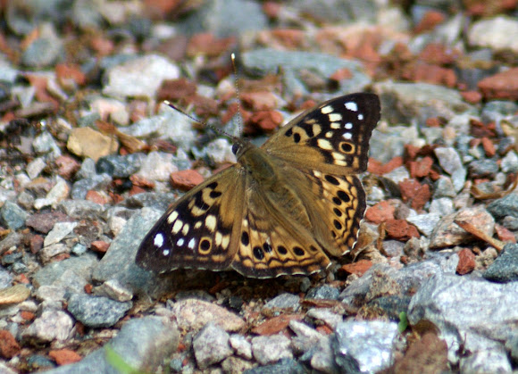 Hackberry Emperor Butterfly | Project Noah