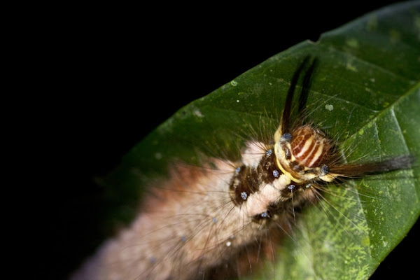 Lappet Moth Caterpillar | Project Noah