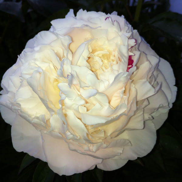 White Peony | Project Noah