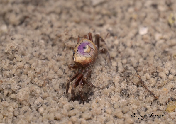Fiddler Crab | Project Noah