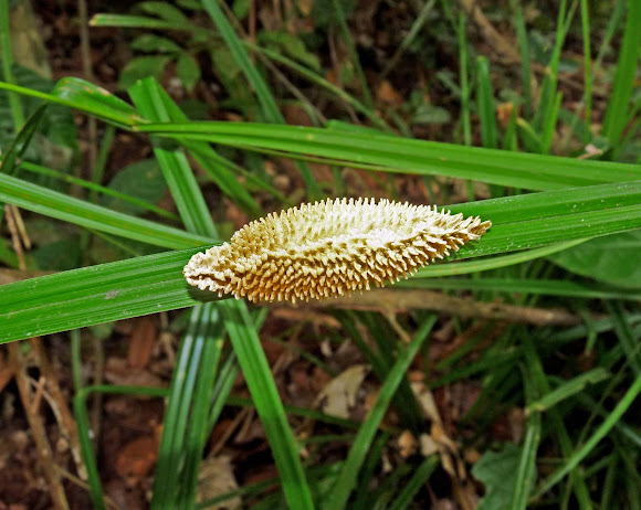 Peanut Head Bug eggs - Huevos de Machaca | Project Noah