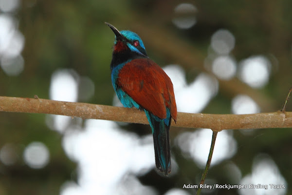 Blue-headed Bee-eater | Project Noah