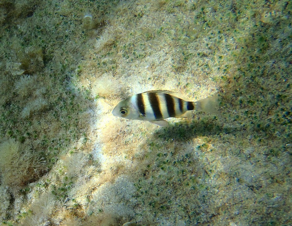 Sargo imperial, sargo breado | Project Noah