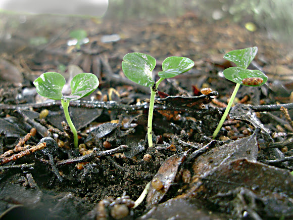 Quillay | Project Noah