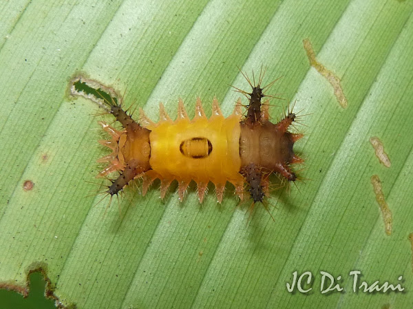 Limacodid Caterpillar | Project Noah