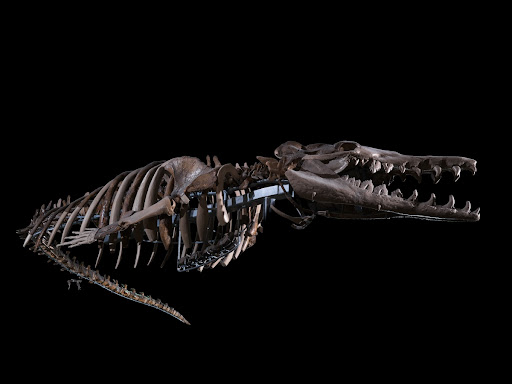 Archaeocete Whale — Google Arts & Culture