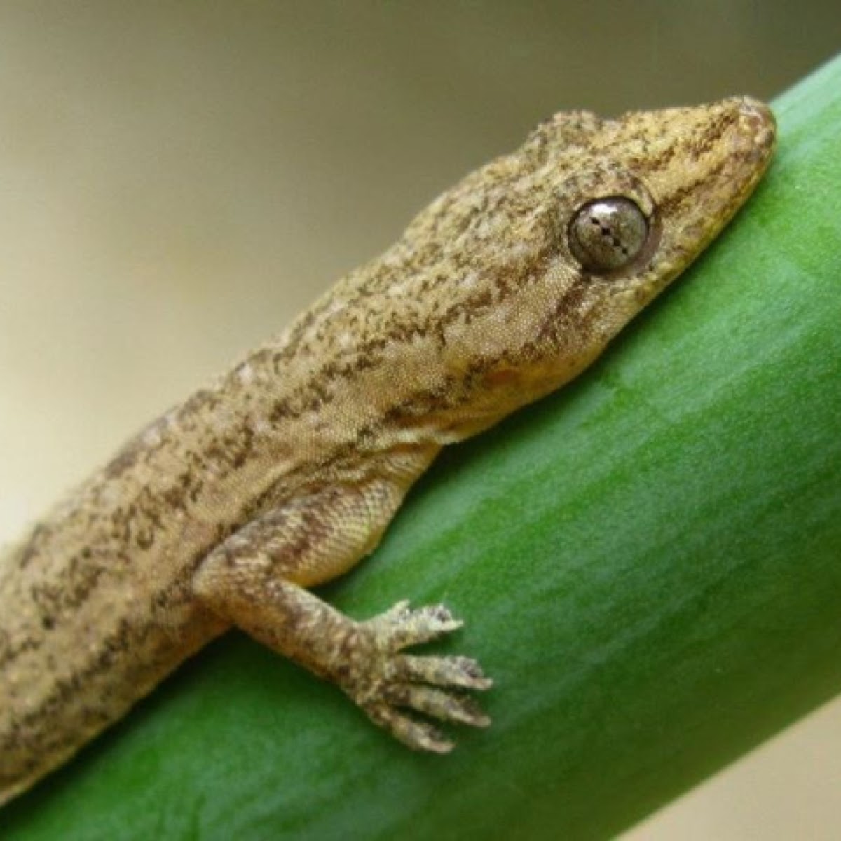 Gecko | Project Noah