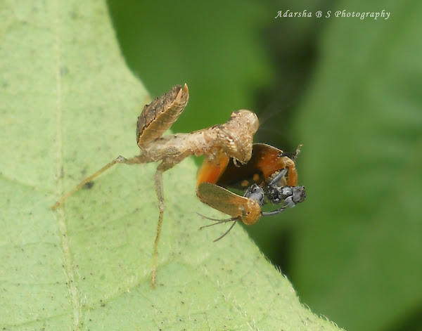 Praying mantis v/s Ant | Project Noah