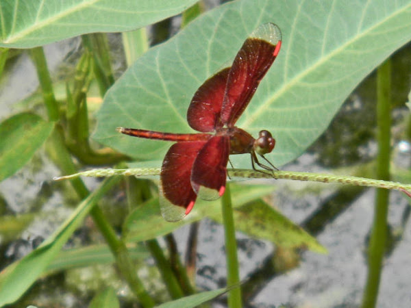 painted grasshawk | Project Noah