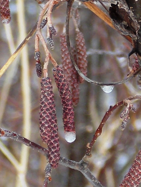 Speckled Alder | Project Noah