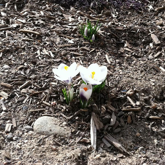 Crocus | Project Noah