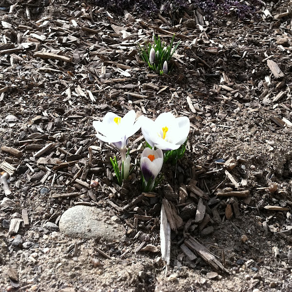 Crocus | Project Noah