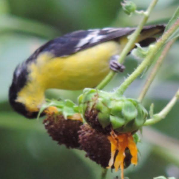 Lesser Goldfinch | Project Noah