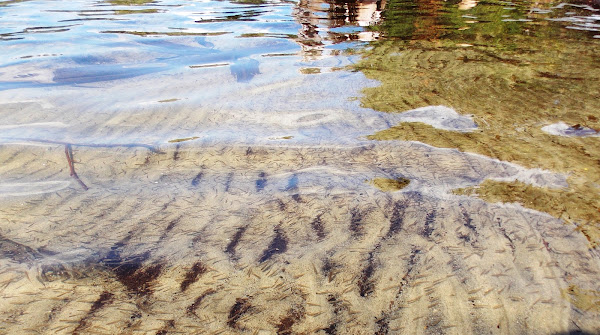 Rainbow Trout minnows | Project Noah