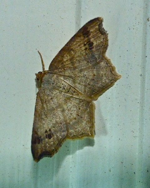 Red Headed Inchworm moth | Project Noah