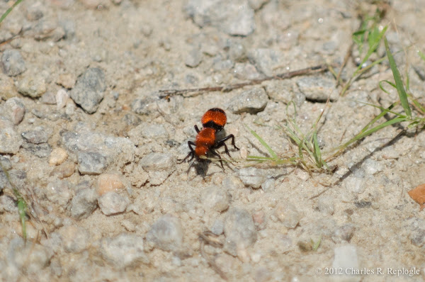 Female Red Velvet Ant | Project Noah
