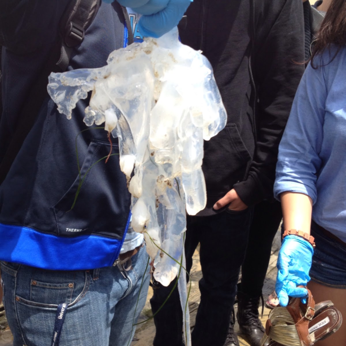 Spotting | Project Noah