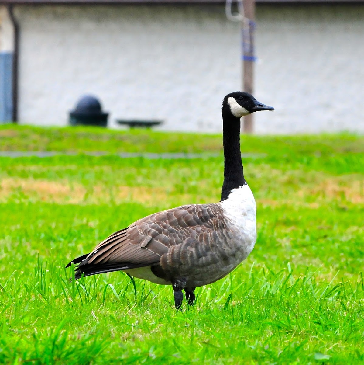 Canada Goose | Project Noah