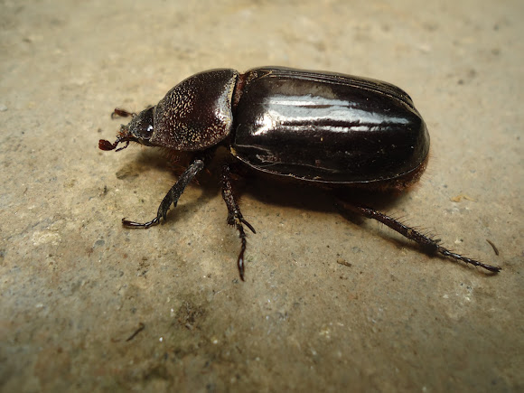 Cucarrón mierdero | Project Noah