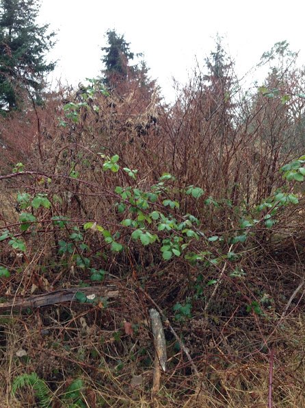 Himalayan Blackberry | Project Noah