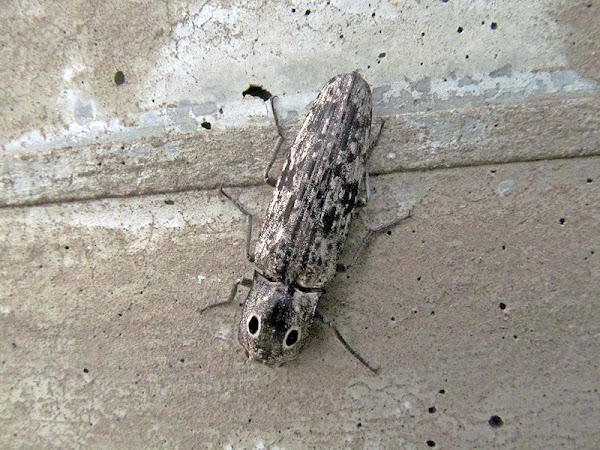 Blind click beetle | Project Noah