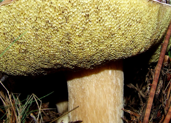 Boring Brown Bolete or Yellow-cracked Bolete | Project Noah