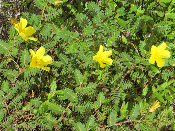 Puncture Weed | Project Noah